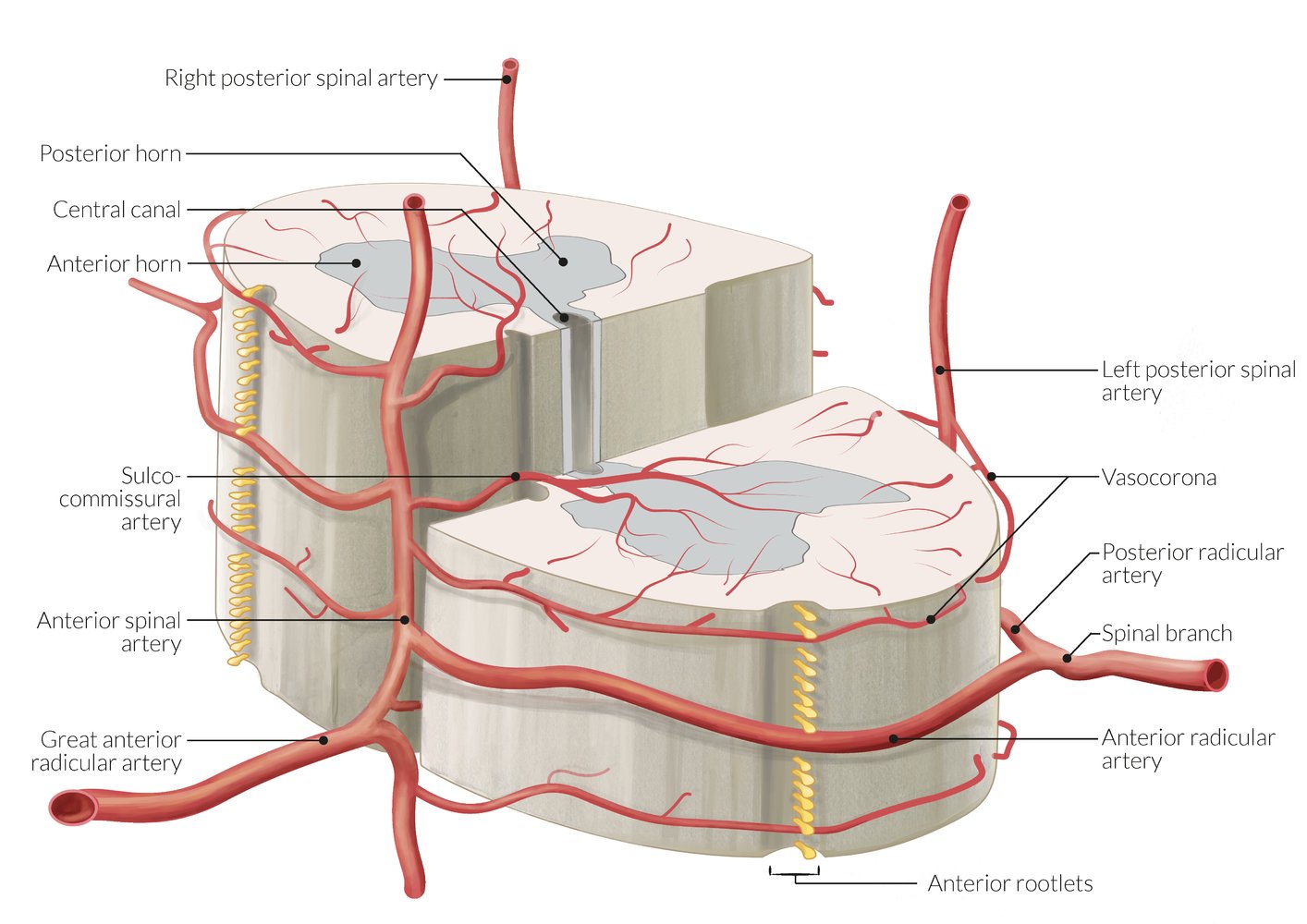 Posterior Spinal Artery