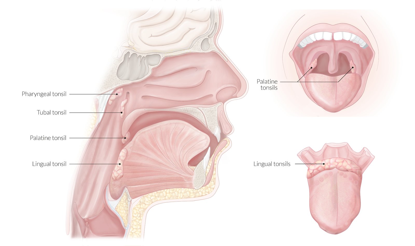 Lingual Tonsils Model