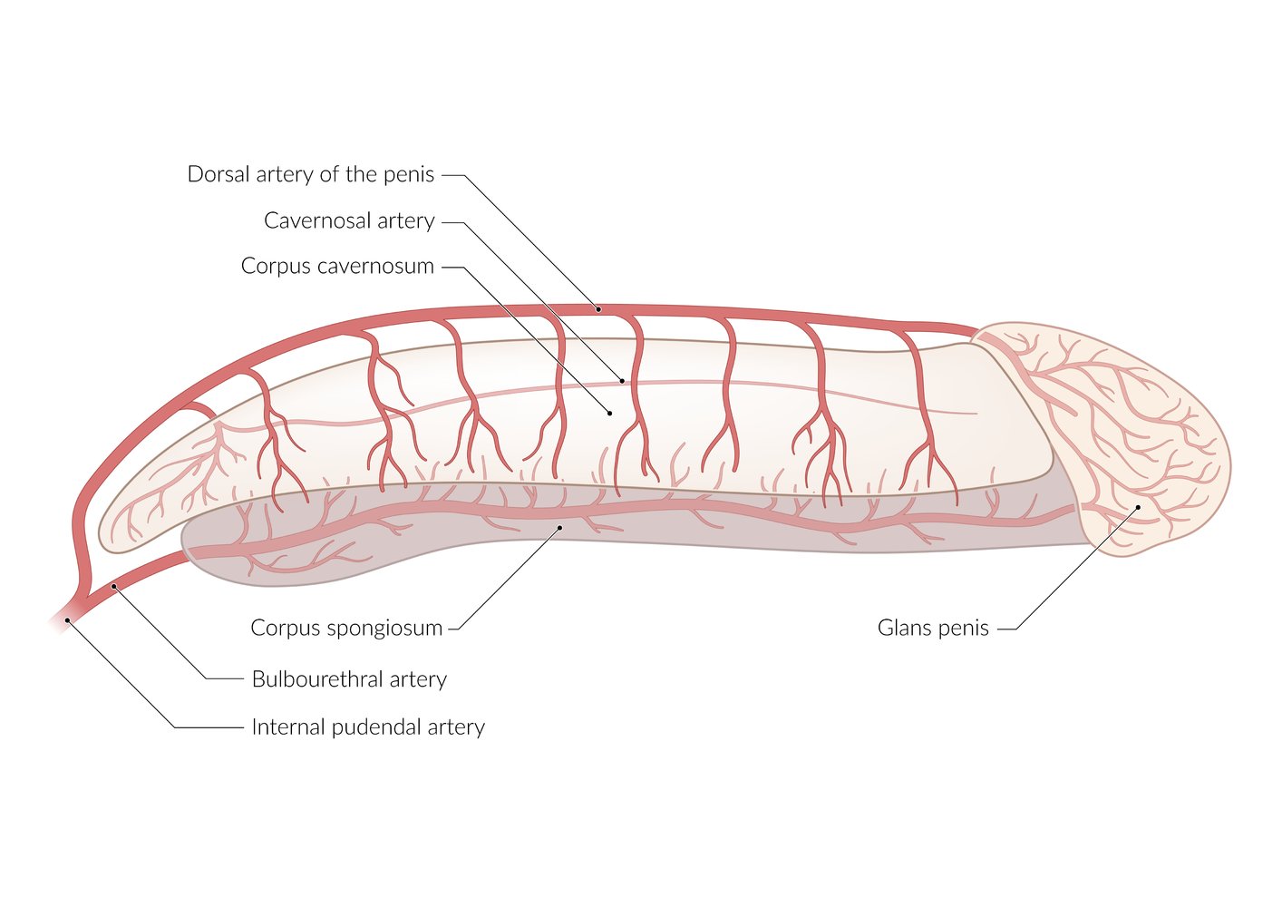 Ischiocavernosus And Crus Of Corpus Cavernosum Reproductive Tracts And