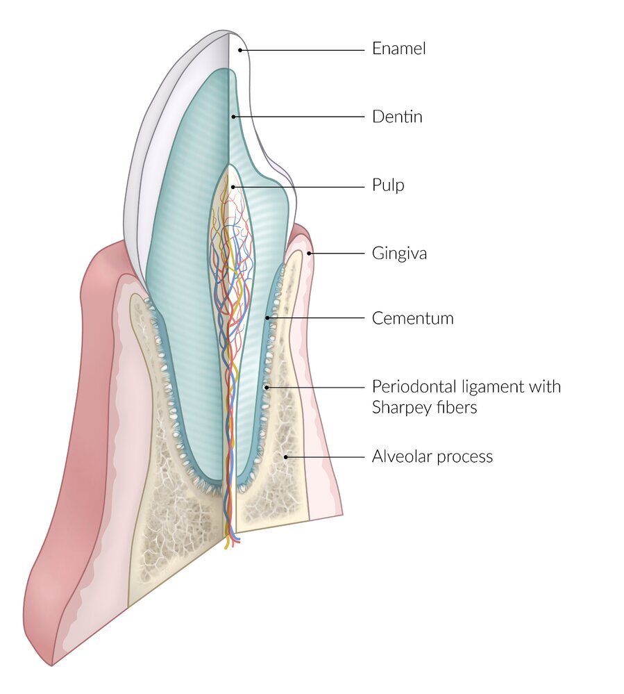 Oral Cavity Definition PDF) The Speech Apparatus