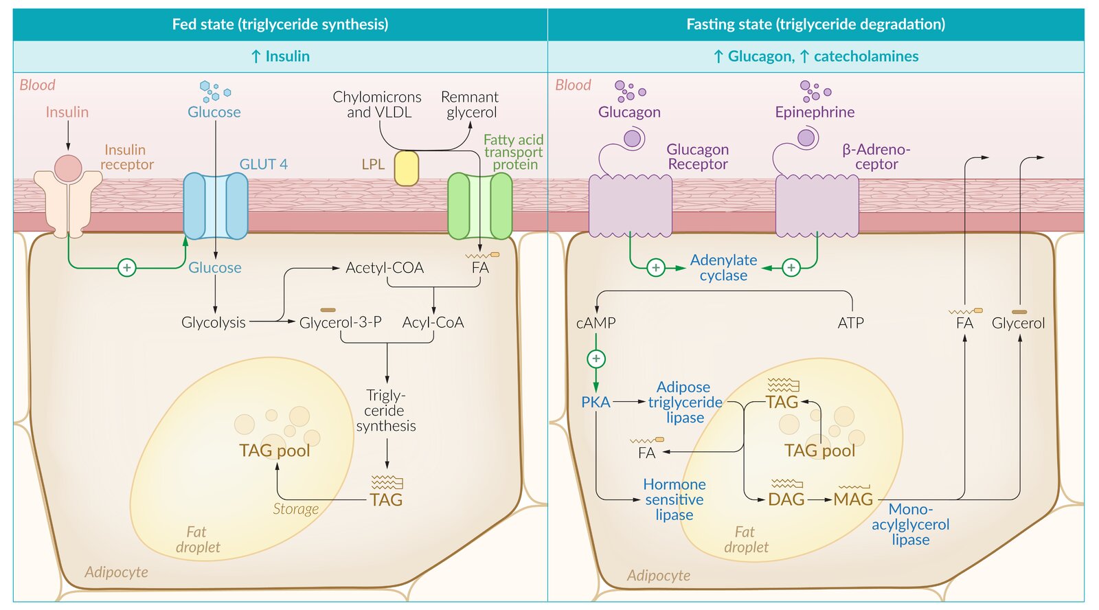 Nephrolithiasis Amboss