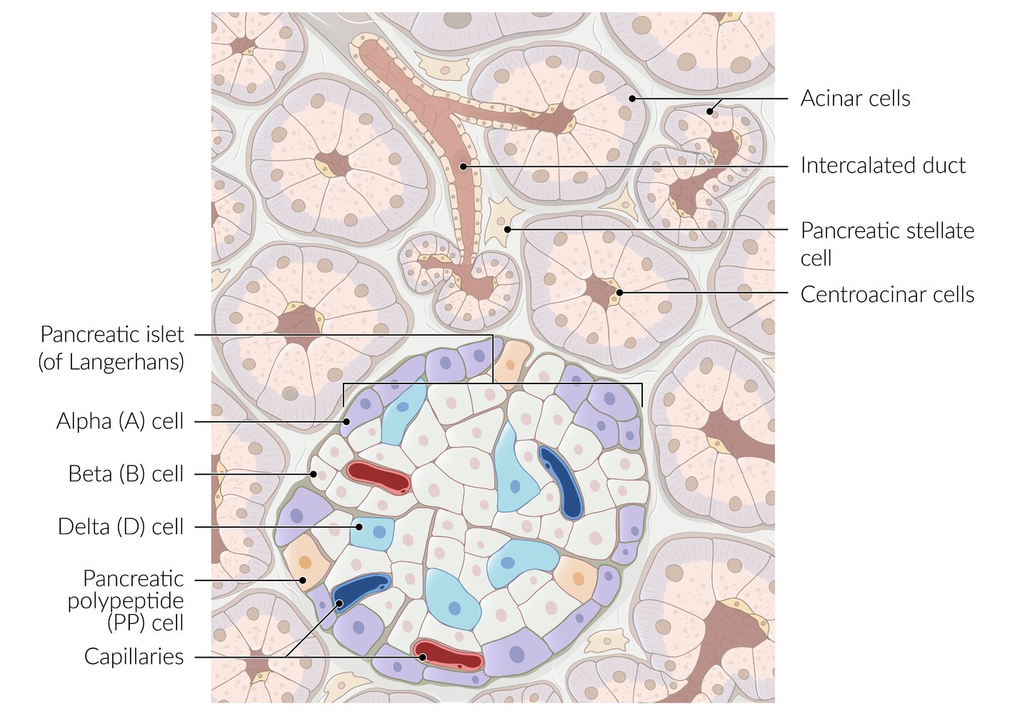 Histology Of Pancreatic Cells