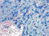 Pathology techniques - Knowledge @ AMBOSS