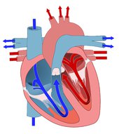 Cardiac borders