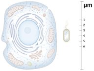 The cell - Knowledge @ AMBOSS