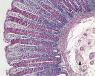 General histology - Knowledge @ AMBOSS