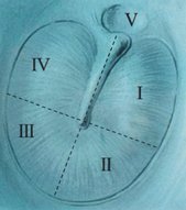 The ear - Knowledge @ AMBOSS