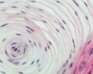 The somatosensory system - Knowledge @ AMBOSS