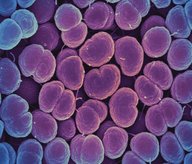 Bacteria overview - Knowledge @ AMBOSS