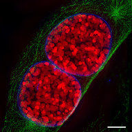 The cell cycle - Knowledge @ AMBOSS
