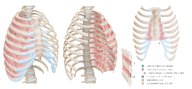 Thoracic spine and rib osteopathy - Knowledge @ AMBOSS