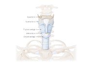 Larynx - Knowledge @ AMBOSS