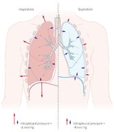 Thoracic cavity - Knowledge @ AMBOSS