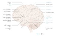 The cerebral cortex, meninges, basal ganglia, and ventricular system ...