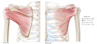 Soft tissue lesions of the shoulder - Knowledge @ AMBOSS