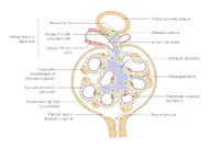 Physiology of the kidney - Knowledge @ AMBOSS