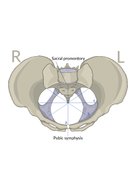 Normal labor and delivery - Knowledge @ AMBOSS