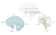 The cerebral cortex, meninges, basal ganglia, and ventricular system ...