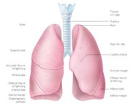 Pulmonary examination - Knowledge @ AMBOSS