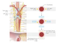 Abdominal cavity - Knowledge @ AMBOSS