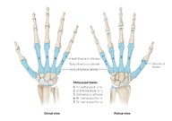 Bone tissue - Knowledge @ AMBOSS