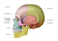 Skull fractures - Knowledge @ AMBOSS