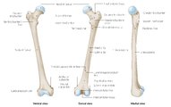 Thigh, knee, and popliteal fossa - Knowledge @ AMBOSS