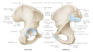 Sacrum