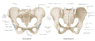 Pelvic and sacral osteopathy - Knowledge @ AMBOSS