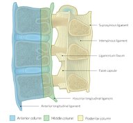 Vertebral column - Knowledge @ AMBOSS
