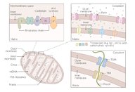 Electron transport chain and oxidative phosphorylation - Knowledge @ AMBOSS
