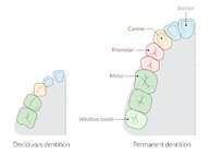 Oral cavity - Knowledge @ AMBOSS