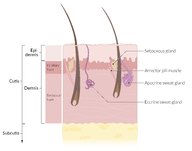 Skin and skin appendage - Knowledge @ AMBOSS