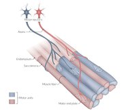 Muscle tissue - Knowledge @ AMBOSS