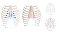 Thoracic spine and rib osteopathy - Knowledge @ AMBOSS