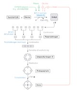 Porphyrias - Knowledge @ AMBOSS