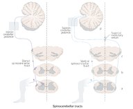 Spinal cord tracts and reflexes - Knowledge @ AMBOSS