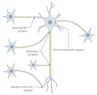 Nerve tissue, synapses, and neurotransmitters - Knowledge @ AMBOSS