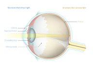Eye and orbit - Knowledge @ AMBOSS