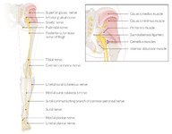 Thigh, knee, and popliteal fossa - Knowledge @ AMBOSS