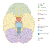 The cerebral cortex, meninges, basal ganglia, and ventricular system ...