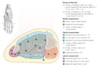 The leg, ankle, and foot - Knowledge @ AMBOSS
