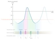Antiarrhythmic drugs - Knowledge @ AMBOSS