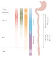 Gastrointestinal tract - Knowledge @ AMBOSS