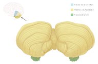 Cerebellar peduncles