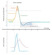 Resting potentials and action potentials - Knowledge @ AMBOSS