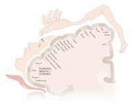 Overview of stroke - Knowledge @ AMBOSS
