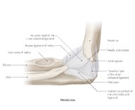 Upper arm and elbow - Knowledge @ AMBOSS