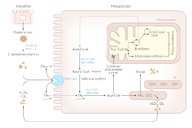 Lipids and their metabolism - Knowledge @ AMBOSS
