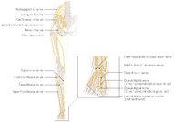 The leg, ankle, and foot - Knowledge @ AMBOSS